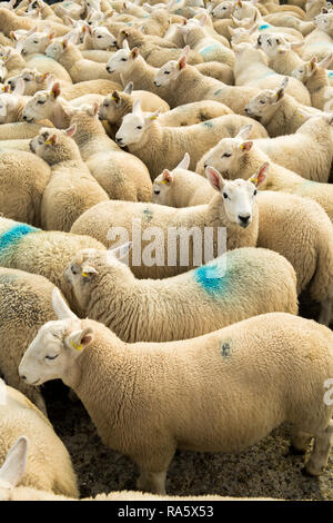 Flock Of Curious White Sheep With Cosy Wool In Scotland Stock Photo - Alamy