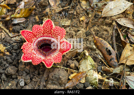 Sapria himalayana flower blooming with bright red color Stock Photo - Alamy
