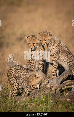 Two cheetah cubs watch another bite log Stock Photo - Alamy