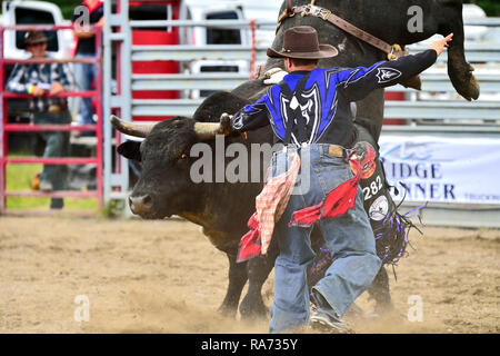 A cowboy competing in a rodeo bull-riding event sits on the bull in the ...