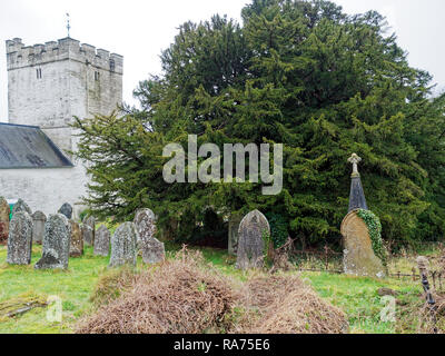 Ancient Yew Tree, Defynnog, Powys Stock Photo - Alamy