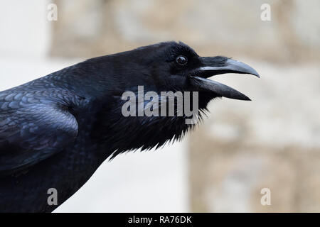 Head shot of a squawking raven (corvus corax Stock Photo - Alamy