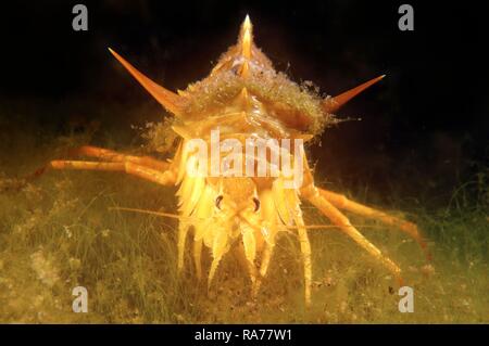 Amphipod (Acanthogammarus victorii), Lake Baikal, Siberia, the Russian ...