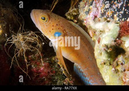 Blackspot ronquil (Bathymaster derjugini Lindberg). Japan sea, Far East ...