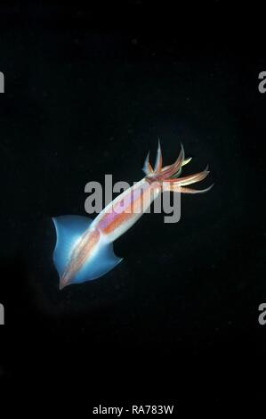 Japanese common squid or Japanese flying squid (Todarodes pacificus ...
