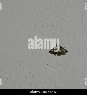 moth hanging on white wall in the night Stock Photo - Alamy
