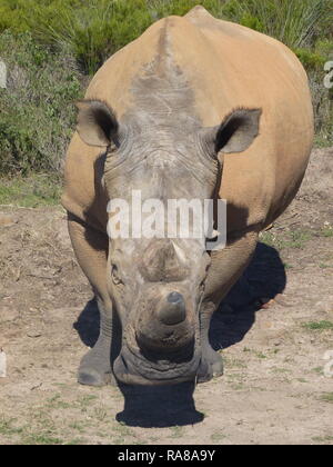 White Rhino looking directly at the Camera Stock Photo - Alamy