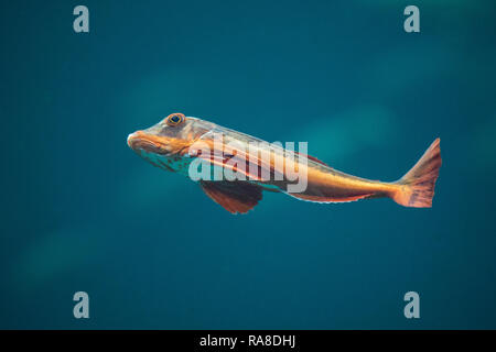 Roter Knurrhahn, Seeschwalbenfisch, Trigla lucerna, Chelidonichthys ...