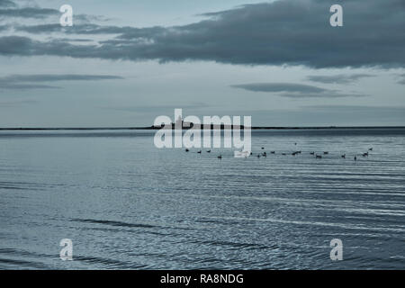 Coquet Island Lighthouse and nature reserve, Northumberland June 2025 ...
