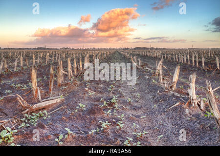 Maize field in winter Stock Photo - Alamy