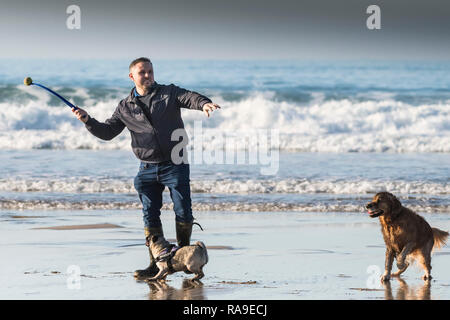A man using a ball thrower with his pet dogs on Fistral Beach in ...