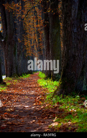Big alley or Velika aleja to the Vrelo Bosne in Sarajevo Stock Photo ...