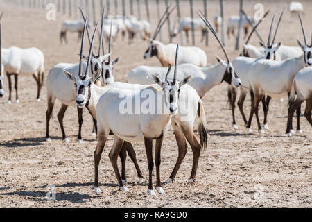 Arabian Oryx seen in the Desert Stock Photo - Alamy