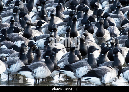 Atlantic brant geese flock in tight formation Stock Photo - Alamy