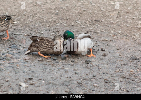 A male and female mallard duck engaging in a fight for dominance Stock ...
