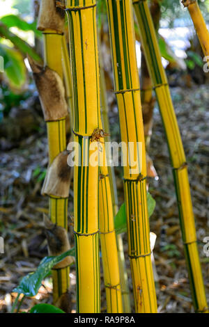 Painted bamboo (Bambusa vulgaris vittata) is a perennial gras native to ...