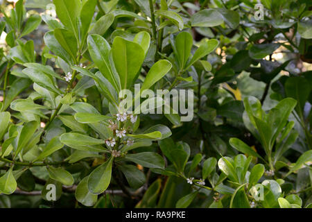Brighamia insignis 'Hawaiian or Vulcan Palm' Stock Photo - Alamy