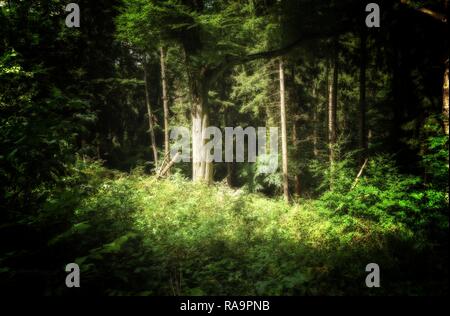 Thick brush in a deep forest Stock Photo - Alamy