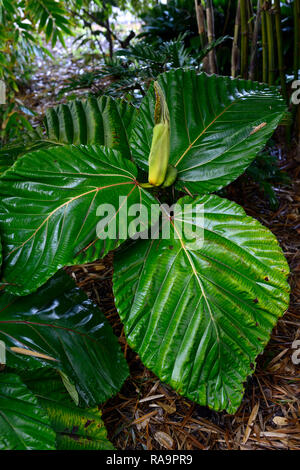 Ficus dammaropsis,kapiak,highland breadfruit,fig tree,pleated leaf ...