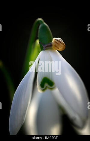 Galanthus elwesii Mrs McNamara,Snowdrop,snail,pest,wildlife,flower ...