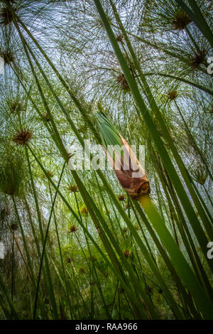 vertical aquatic plant plants plant cyperus papyrus nanus the little ...