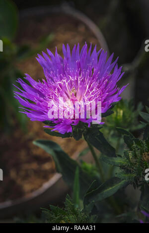Purple pink Stokes Aster Stokesia laevis flower Stock Photo - Alamy