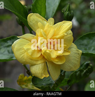 Native Hibiscus. The native hibiscus is an Australian native plant ...