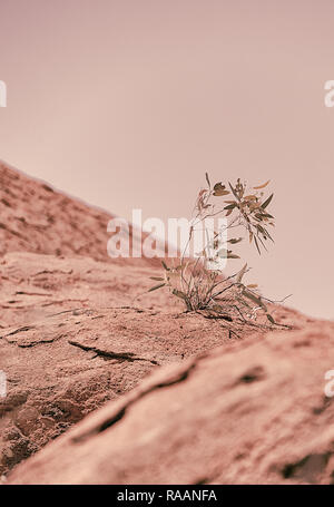 plant life at Uluru. In Kata Tjuṯa National Park in the Northern ...