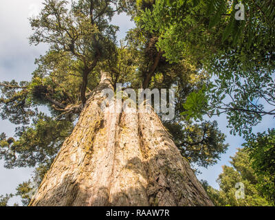 Poukani, the largest remaining totara tree, 1000 years old, 3.9m ...