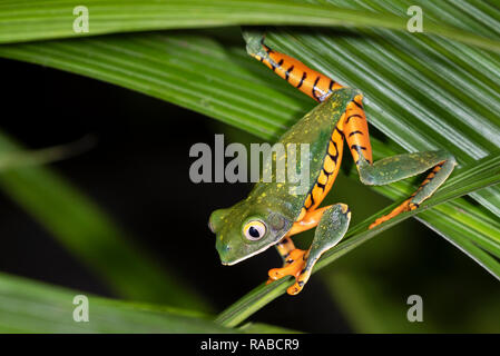 Super tiger-leg monkey tree frog (Phyllomedusa tomopterna) on a leaf ...