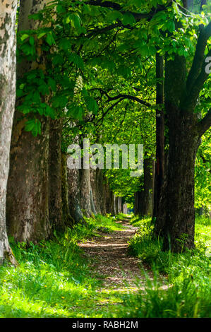 Big alley or Velika aleja to Vrelo Bosna in Sarajevo Stock Photo - Alamy