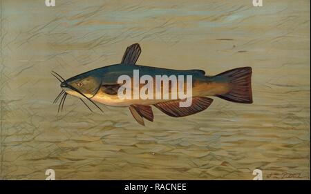 The Common Bullhead or Horned Pout, Amiurus nebulosus, Harris, William ...