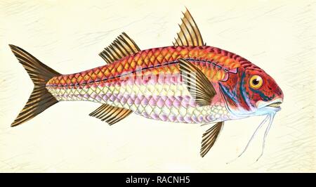 Surmulet, Mullus Surmuletus, British fishes, Donovan, E. (Edward), 1768 ...