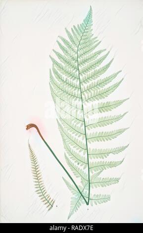 Lastrea Filix-mas. The male fern, or Common buckler fern, Bradbury ...
