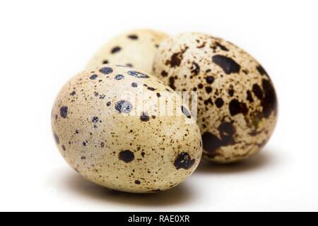 several quail eggs close up shoot on a white Stock Photo - Alamy