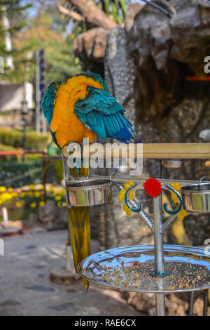 Exotic macaw parrots flying in Caracas Venezuela city center at day ...