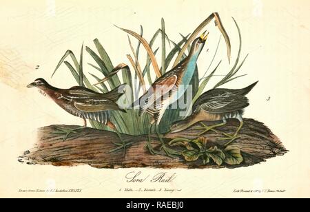 Rail, Sora, and Young Stock Photo - Alamy