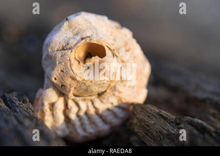 seashells on a bright background Stock Photo - Alamy