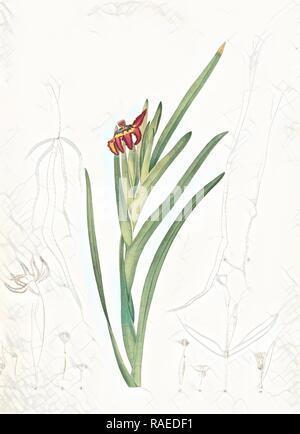Ferraria ferrariola, Ferrarie ferrariole Stock Photo - Alamy