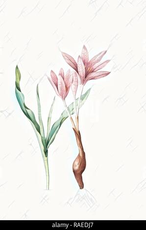 Colchicum variegatum, Colchique tacheté; Greek Autumn-Crocus, Redouté ...