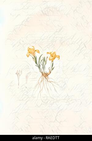 Iris arenaria, Iris flavissima; Iris des sables, Sandy Iris, Redouté ...