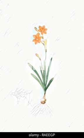 Montbretia, Tritonia securigera; Montbretie, Copper-colored Corn flag ...