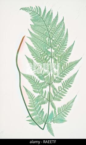 Lastrea dilatata. The broad prickly-toothed buckler fern, Bradbury ...