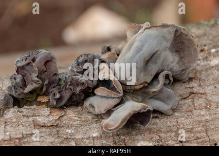 A close up front view of fungus growing on the side of a tree stump in ...