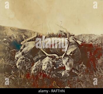 Dead Stag. Roger Fenton (English, 1819 - 1869 Stock Photo - Alamy