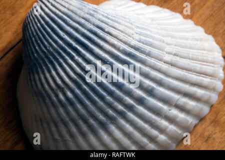 A Coquina shell sitting on a wood grain background Stock Photo - Alamy