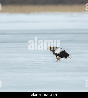 Steller's Sea-Eagle during winter in Hokkaido, Japan Stock Photo - Alamy