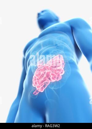 Illustration of a man's small intestine Stock Photo - Alamy