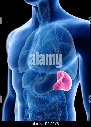 Illustration of a man's spleen Stock Photo - Alamy
