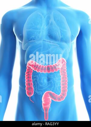 Illustration of a man's colon Stock Photo - Alamy